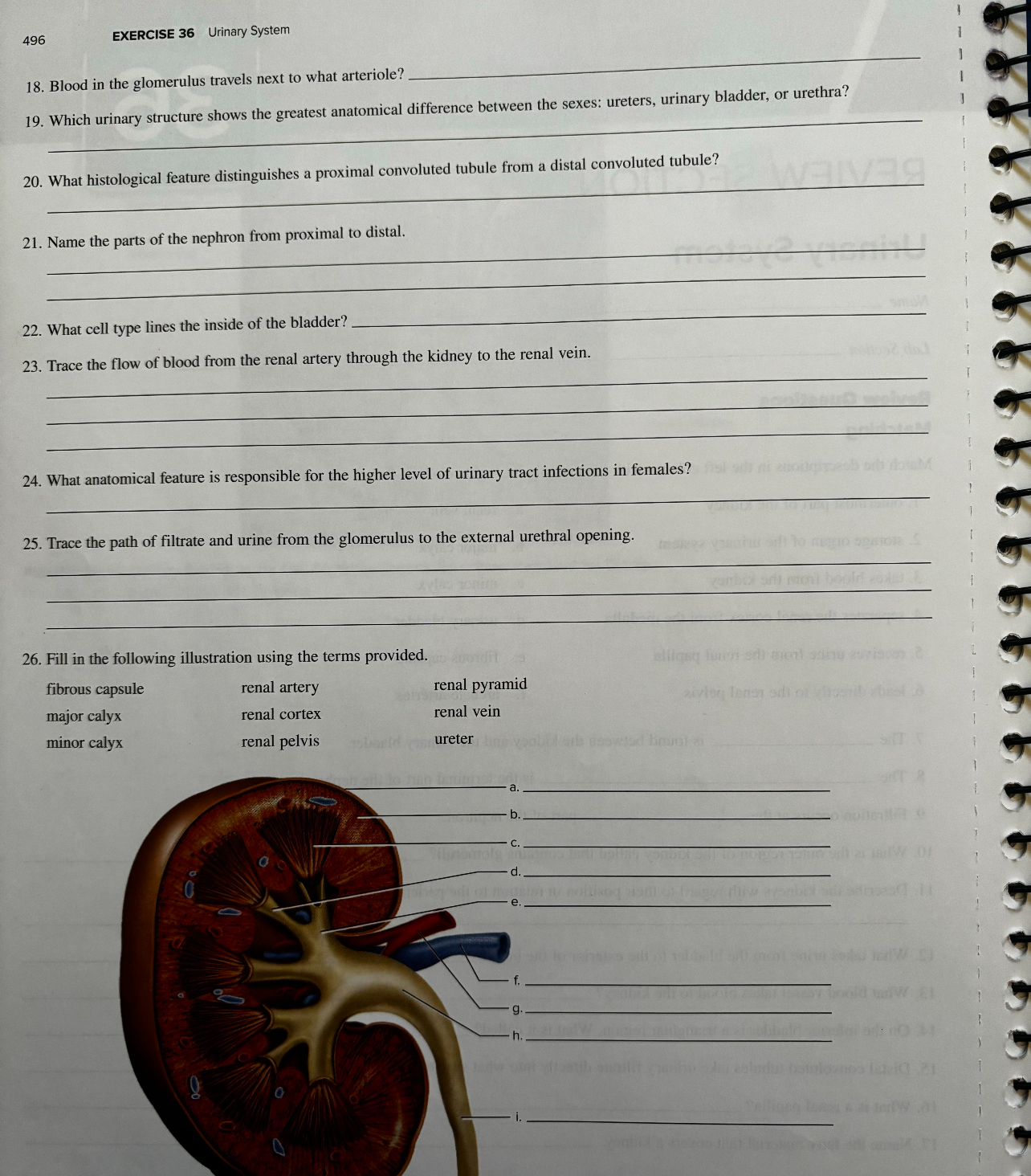 Solved 496EXERCISE 36 ﻿Urinary System18. ﻿Blood in the | Chegg.com
