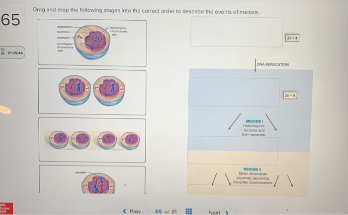 Solved Drag and drop the following stages into the correct | Chegg.com