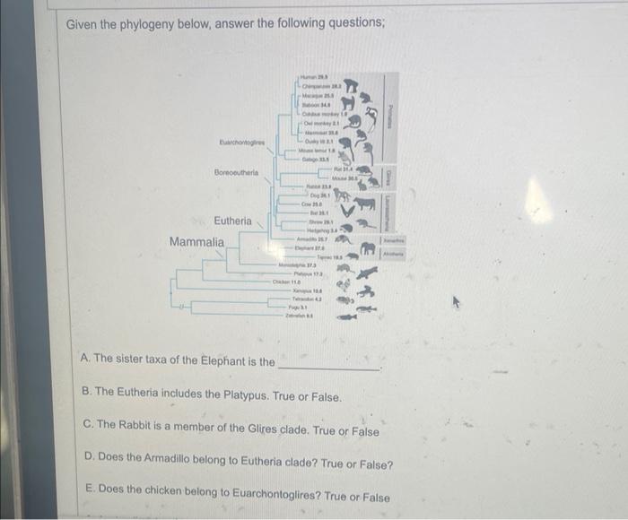 Given the phylogeny below, answer the following | Chegg.com