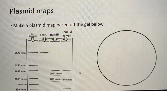 Solved Plasmid maps • Make a plasmid map based off the gel | Chegg.com