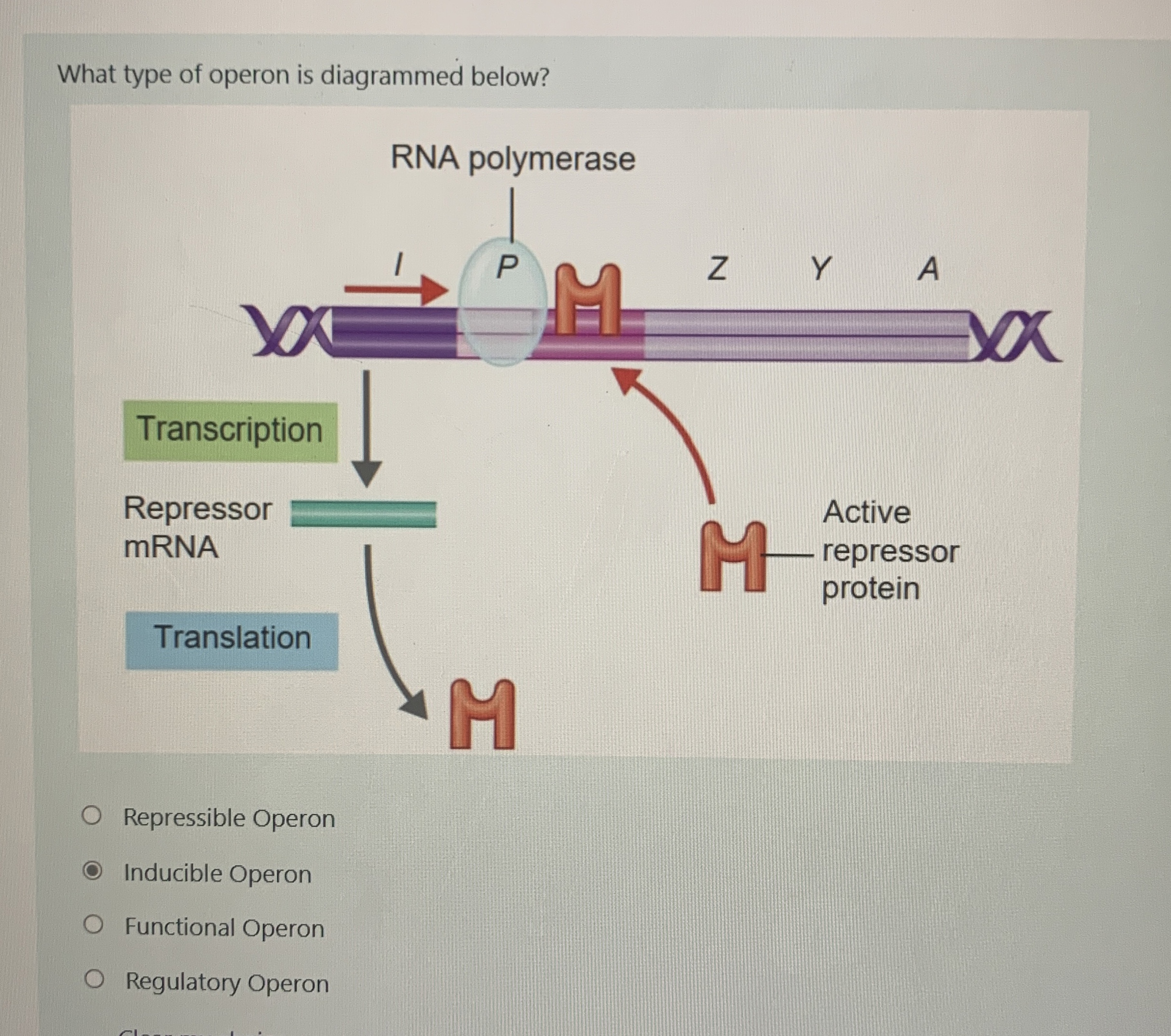Solved What type of operon is diagrammed below?Repressible | Chegg.com