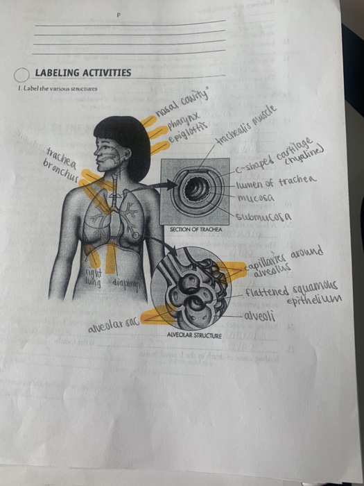 Solved LABELING ACTIVITIES 1. Label the various structures - | Chegg.com