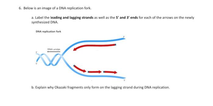 Solved 5. Below is an image of a DNA replication fork. a. | Chegg.com