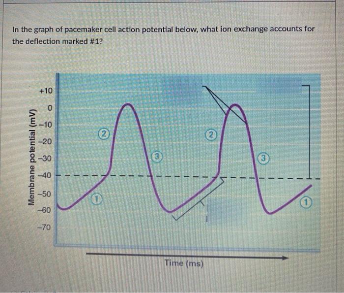 Solved In the graph of pacemaker cell action potential | Chegg.com