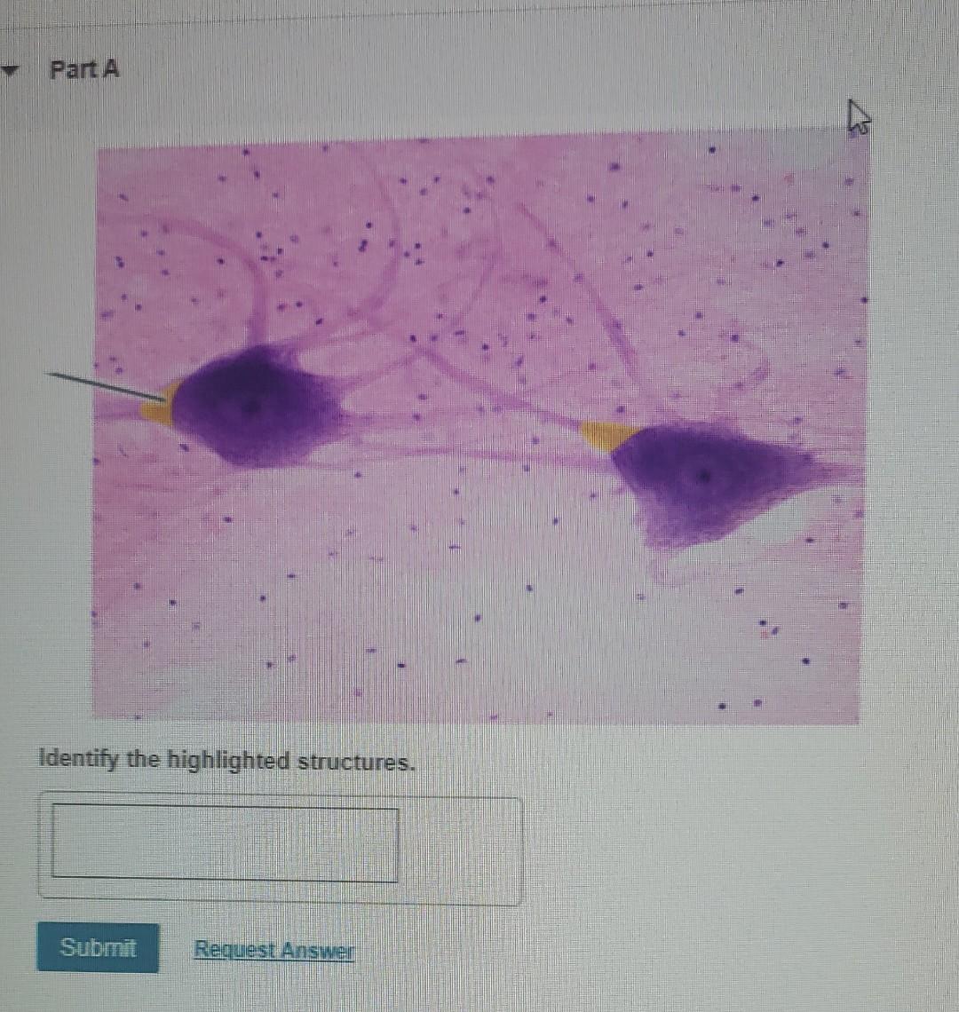 Solved Identify the highlighted structures. Identify the | Chegg.com