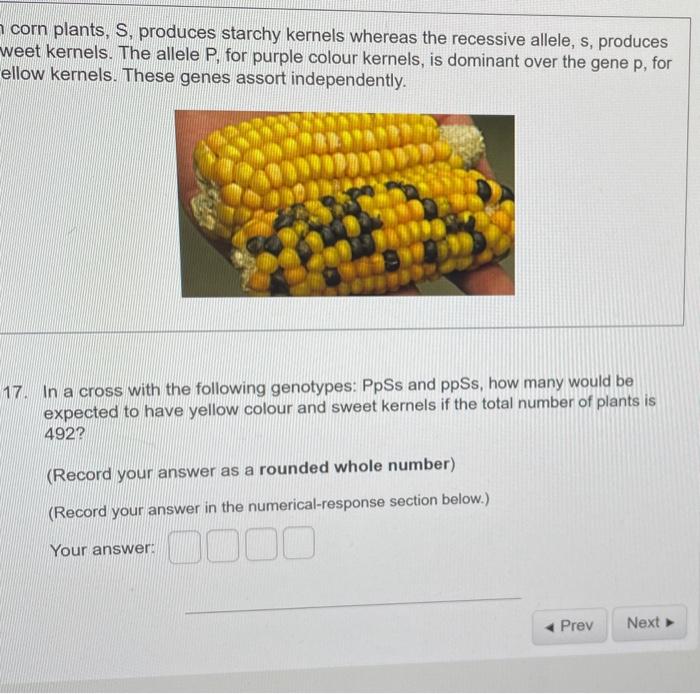 Solved corn plants, S, produces starchy kernels whereas the | Chegg.com