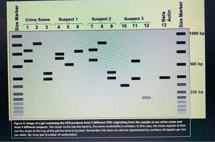 Solved 6. Why did we perform a PCR amplifying Beta Actin as | Chegg.com