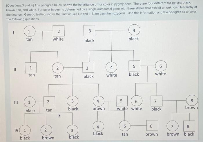 Solved [Questions 3 and 4] The pedigree below shows the | Chegg.com