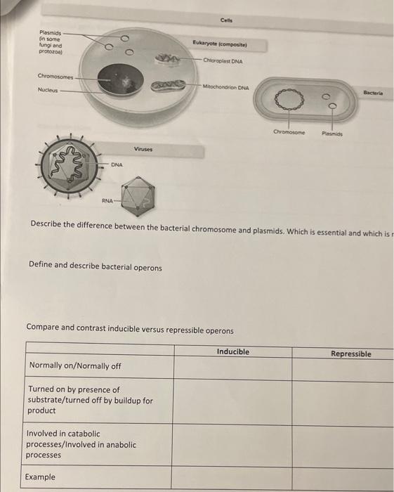 Solved Describe the difference between the bacterial | Chegg.com