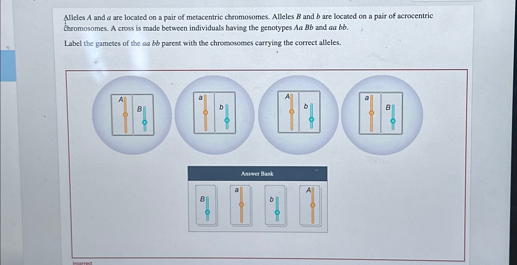Solved Alleles A and a are located on a pair of metacentric | Chegg.com