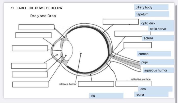 Solved 11. LABEL THE COW EYE BELOW Drag and Drop vitreous | Chegg.com