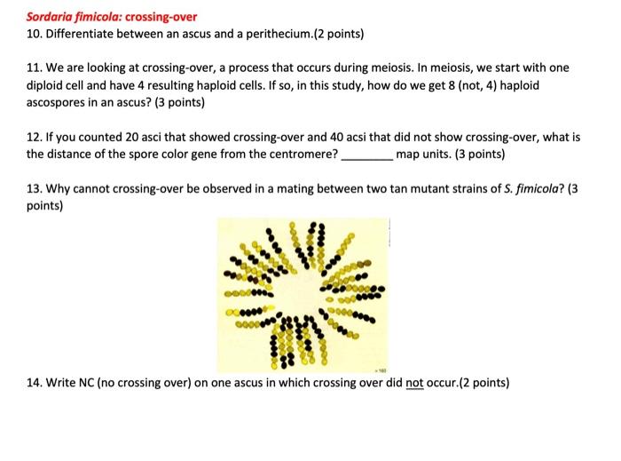 Solved Sordaria fimicola: crossing-over 10. Differentiate | Chegg.com