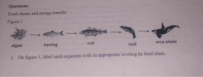 Solved Questions: Food chains and energy transfer Figure 1 | Chegg.com