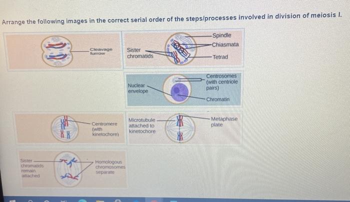 solved-and-drop-the-stages-of-melosis-il-under-the-images-chegg