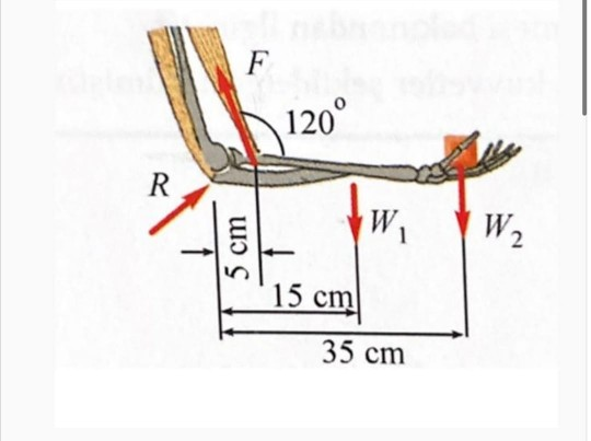 Solved The sizes of an average human arm are as follows. | Chegg.com