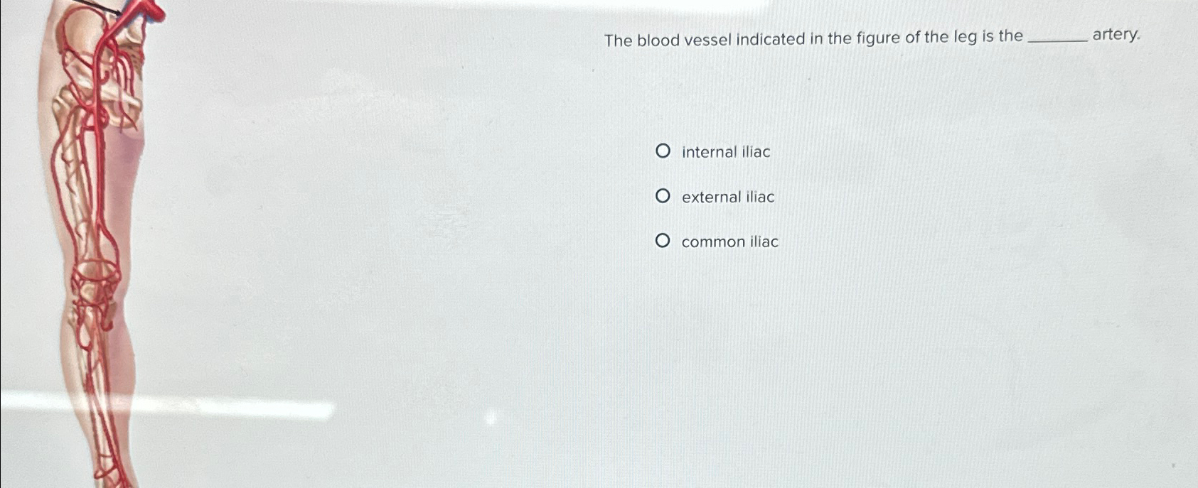 Solved The blood vessel indicated in the figure of the leg | Chegg.com