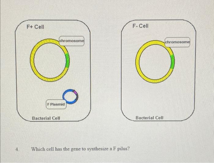 Solved 4. F+ Cell chromosome F Plasmid Bacterial Cell Which | Chegg.com