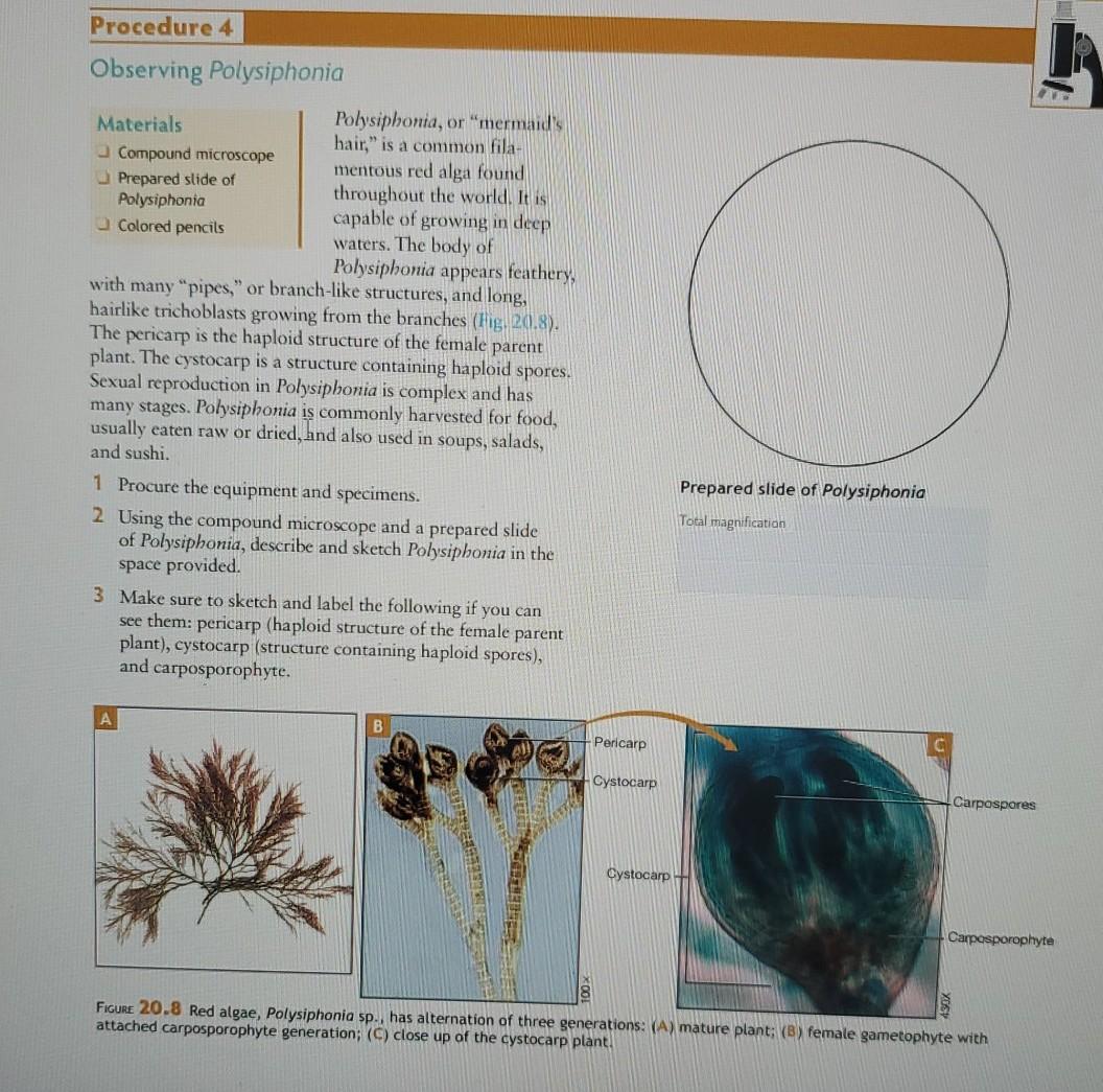 Procedure 4 Observing Polysiphonia Materials | Chegg.com