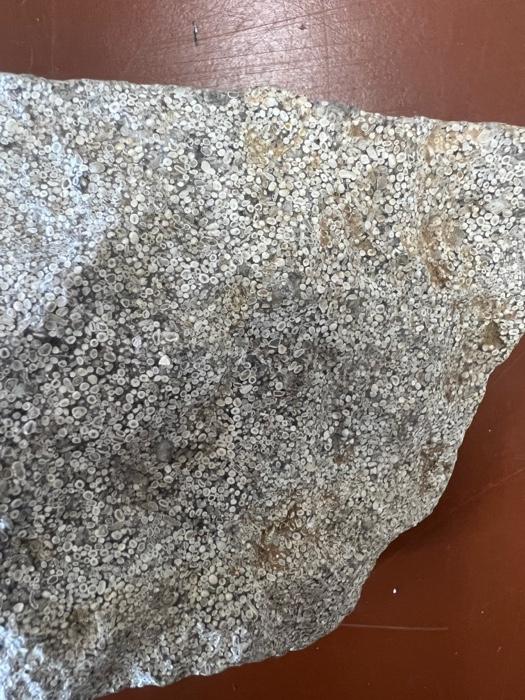 Solved descrip the Rock?oo,oo note the round carbonate | Chegg.com