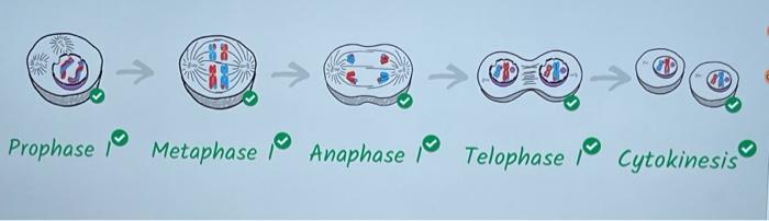 Solved 6. Complete Phase 1: Phases of meiosis I on the | Chegg.com