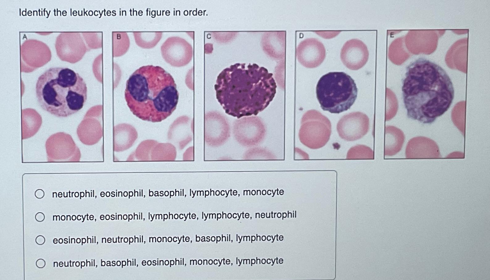 Solved Identify the leukocytes in the figure in | Chegg.com