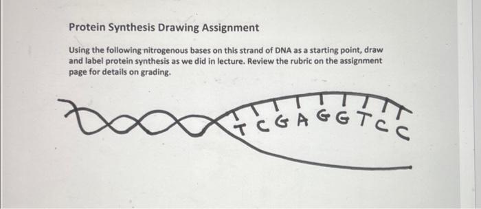 Click on the following link to a drawing of a strand | Chegg.com