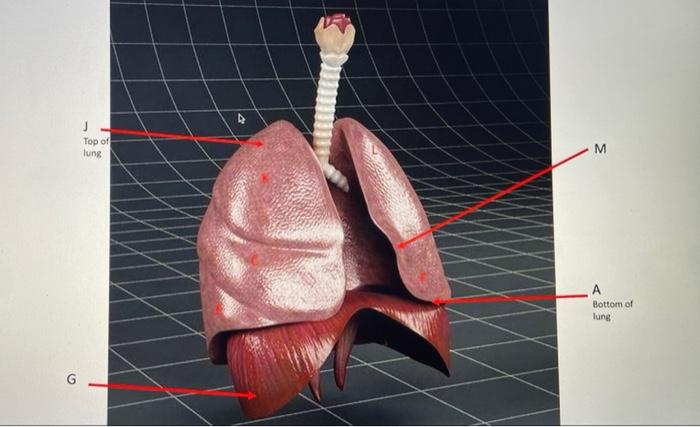 Label the the following letter: lung apex, lung | Chegg.com