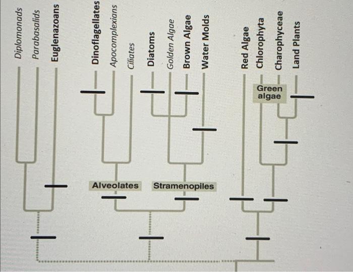 Solved Diplomonads 1 Parabasalids Euglenazoans Alveolates | Chegg.com