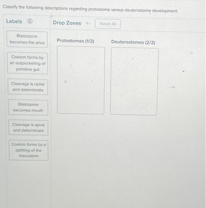 Blastopore becomes the anus Protostomes (1/2) | Chegg.com