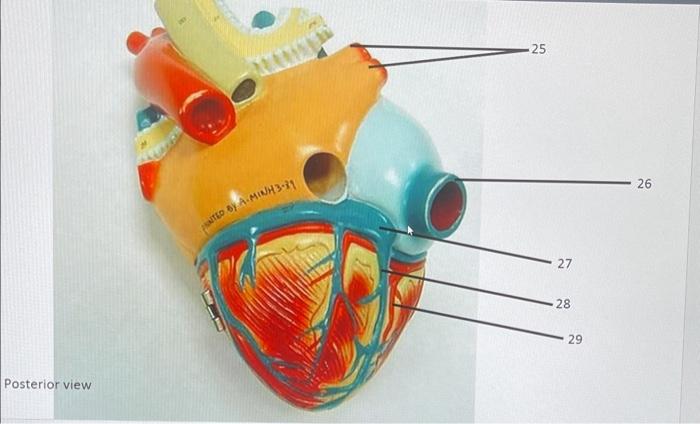 Solved label heart anatomy | Chegg.com