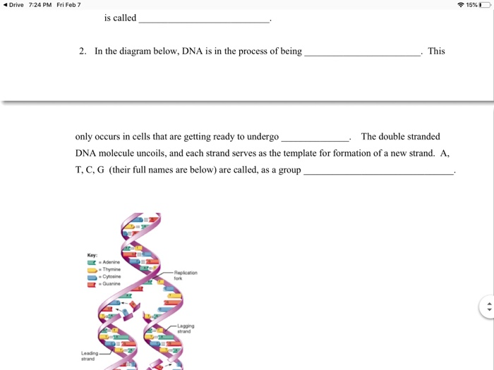 Solved 15%D Drive 7:24 PM Fri Feb 7 Cellular Biology 1. DNA | Chegg.com