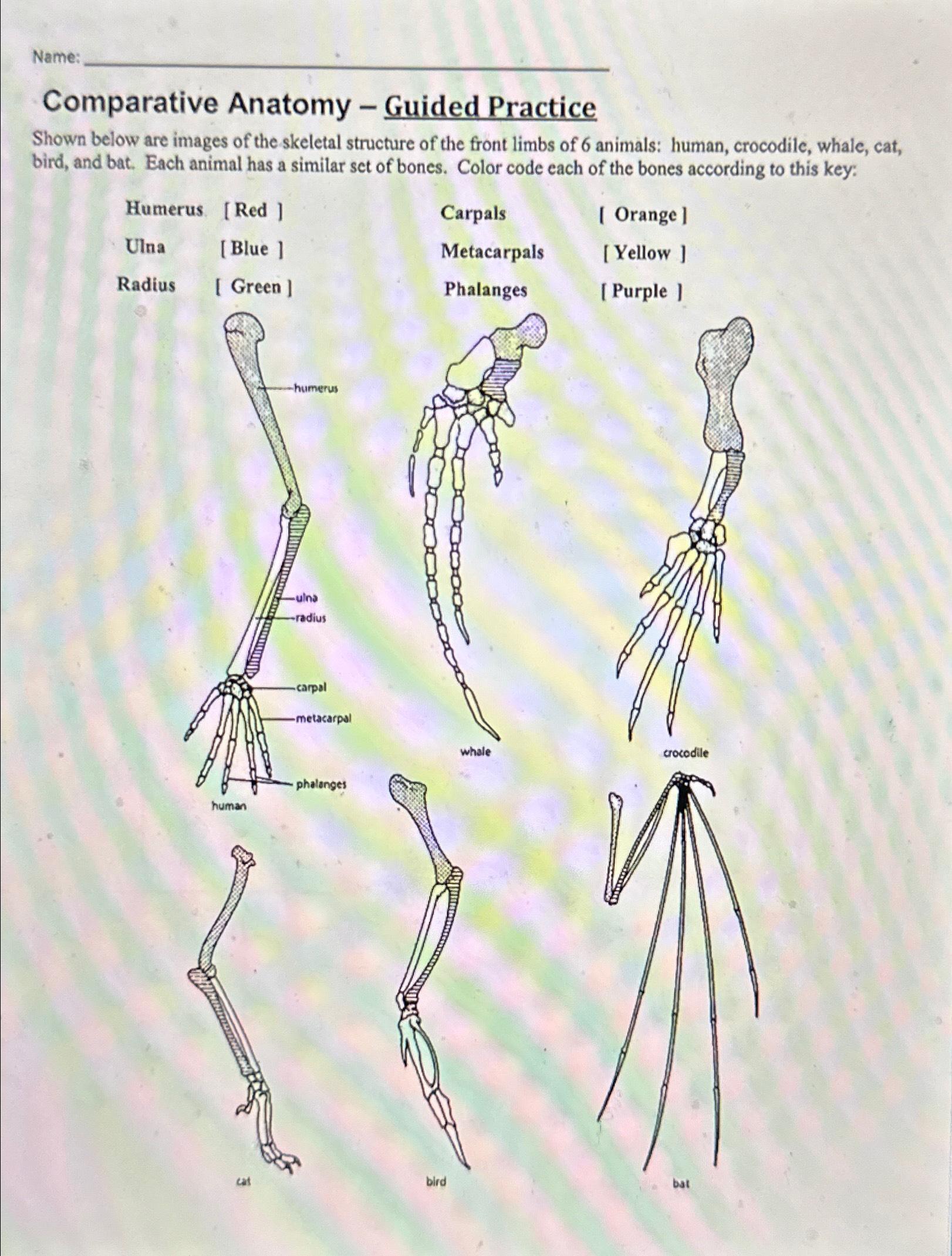 Solved Name:Comparative Anatomy - ﻿Guided PracticeShown | Chegg.com