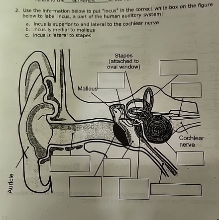 Solved Use the information below to put "Incus" In the | Chegg.com