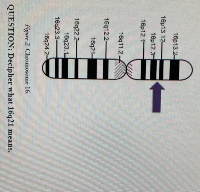 16p13.2 ID 16p13.12- 16p12.3 16p12.1 1 16q11.2- | Chegg.com