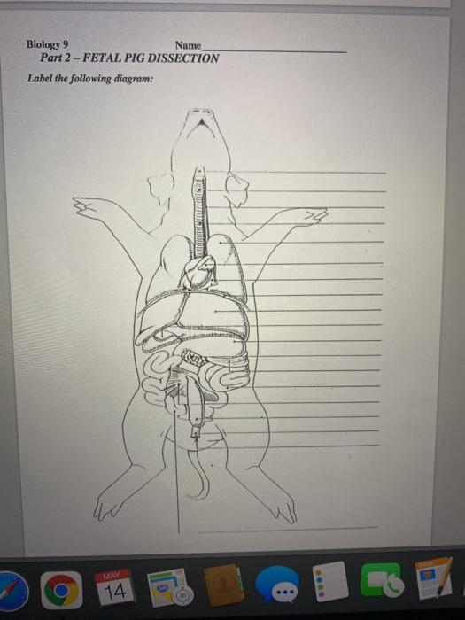 Solved Biology 9 Name Part 2 - FETAL PIG DISSECTION Label | Chegg.com