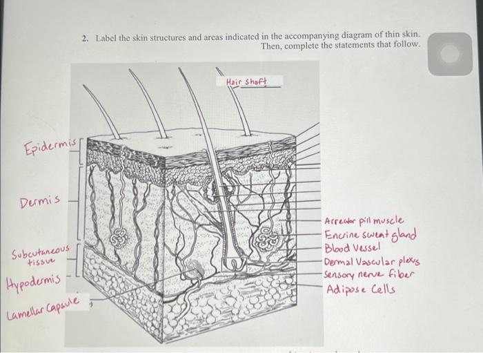 Epidermis Dermis Subcutaneous tissue Hypodermis | Chegg.com
