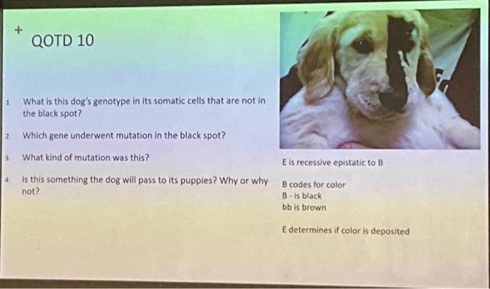 Solved 1. What is this dog's genotype in its somatic cells | Chegg.com