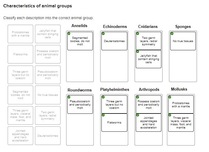 Solved Characteristics of animal groupsClassify each | Chegg.com