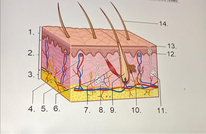 Solved please label all parts of the diagram | Chegg.com Solved please label all parts of the diagram | Chegg.com