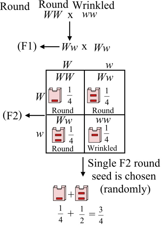 Solved: Chapter 2 Problem 2P Solution | Essential Genetics 6th Edition ... Solved: Chapter 2 Problem 2P Solution | Essential Genetics 6th Edition ...