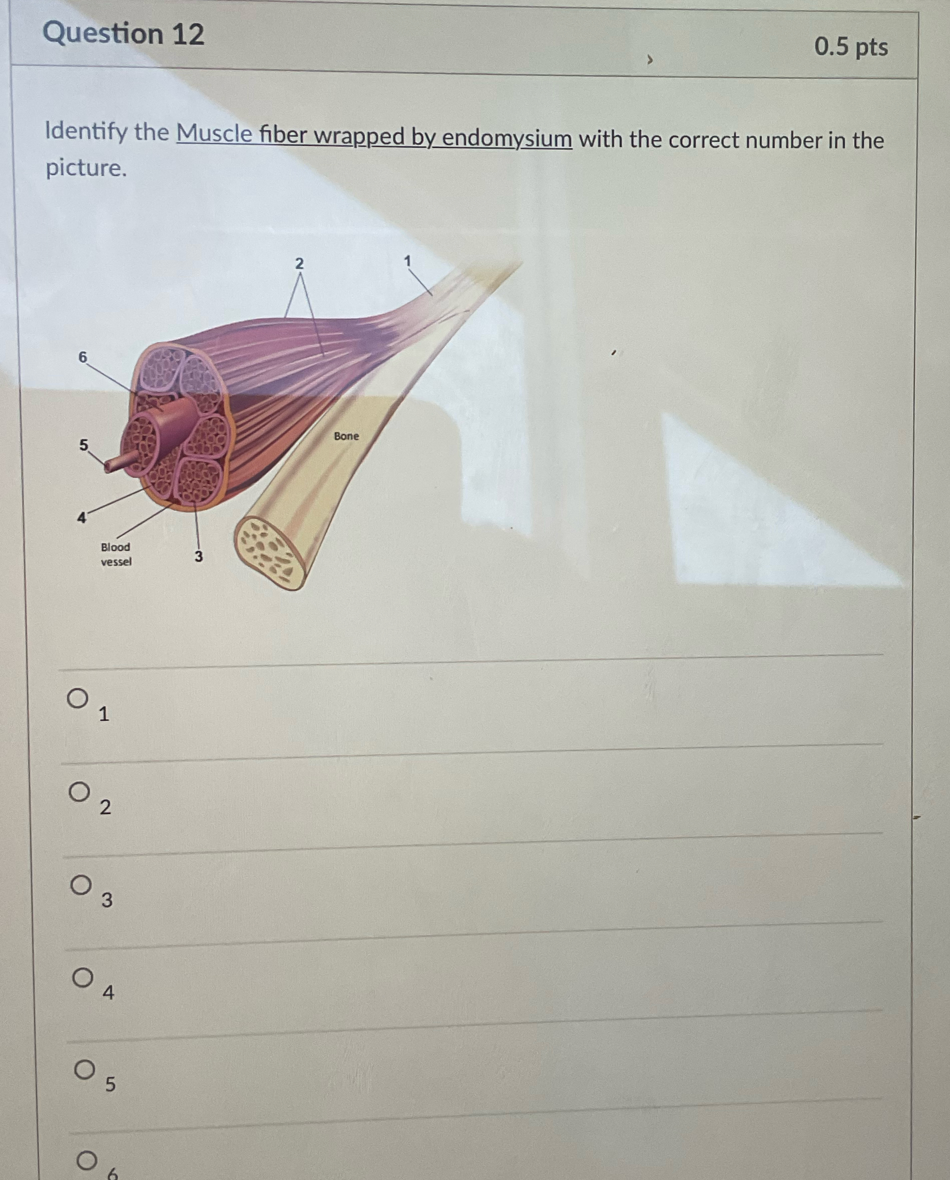 Solved Question 120.5ptsIdentify the Muscle fiber wrapped by | Chegg.com