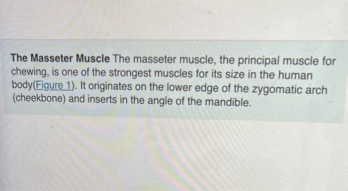 The Masseter Muscle The masseter muscle, the | Chegg.com