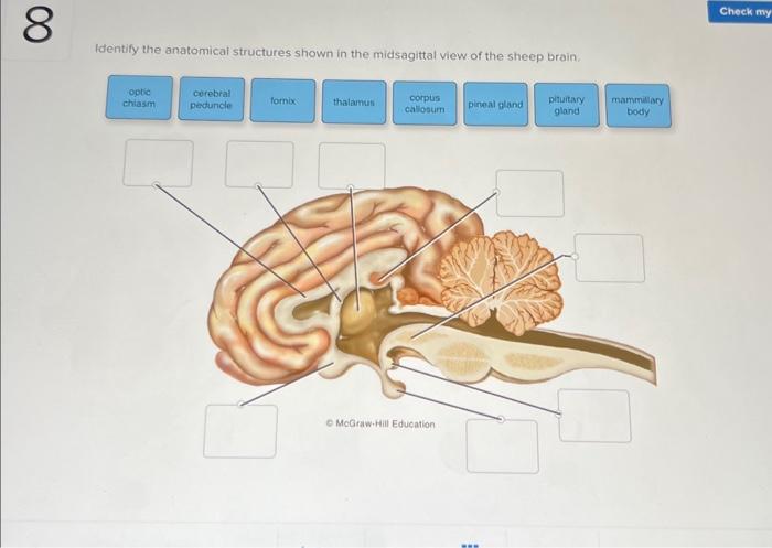 Solved Identify The Anatomical Structurac Shown Is