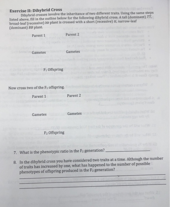 Solved Exercise II: Dihybrid Cross Dihybrid crosses involve | Chegg.com