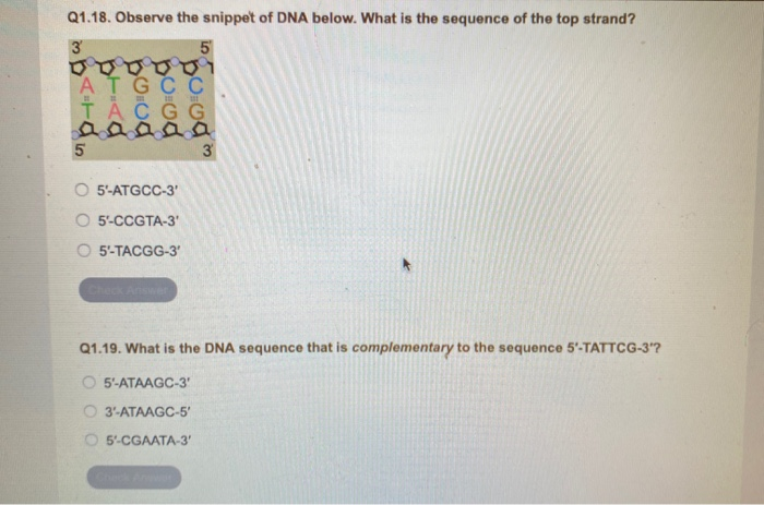 Solved Q1.18. Observe the snippet of DNA below. What is the | Chegg.com