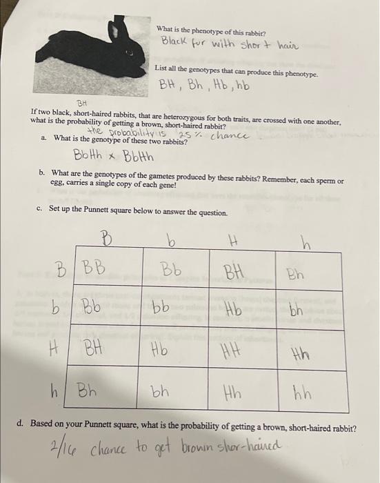 Solved H/HB Hb ВЬ Нh 3. In rabbits, black fur (B) is | Chegg.com