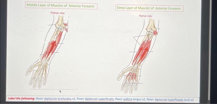 Solved Middle Layer of Muscles of Anterior Forearm Deep | Chegg.com