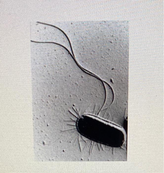 Solved 1) Cell type:3) Cell type:a1) Type of cell: 1. 7 . 2. | Chegg.com