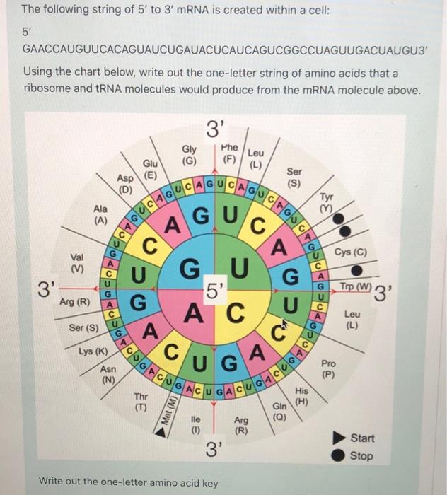 Solved The following string of 5′ to 3′ mRNA is created | Chegg.com