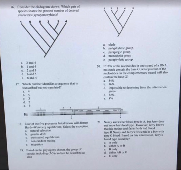 Solved 16. Consider the cladogram shown. Which pair of | Chegg.com